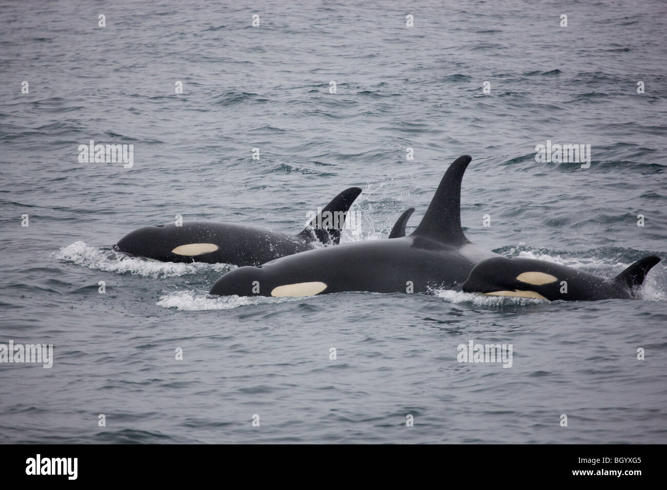 Orca wale -Fotos und -Bildmaterial in hoher Auflösung – Alamy