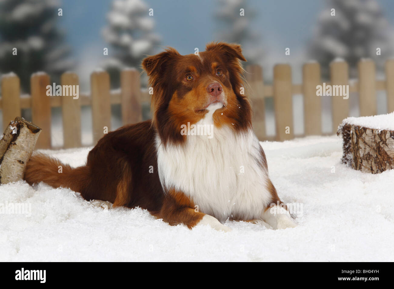 Red tri -Fotos und -Bildmaterial in hoher Auflösung – Alamy
