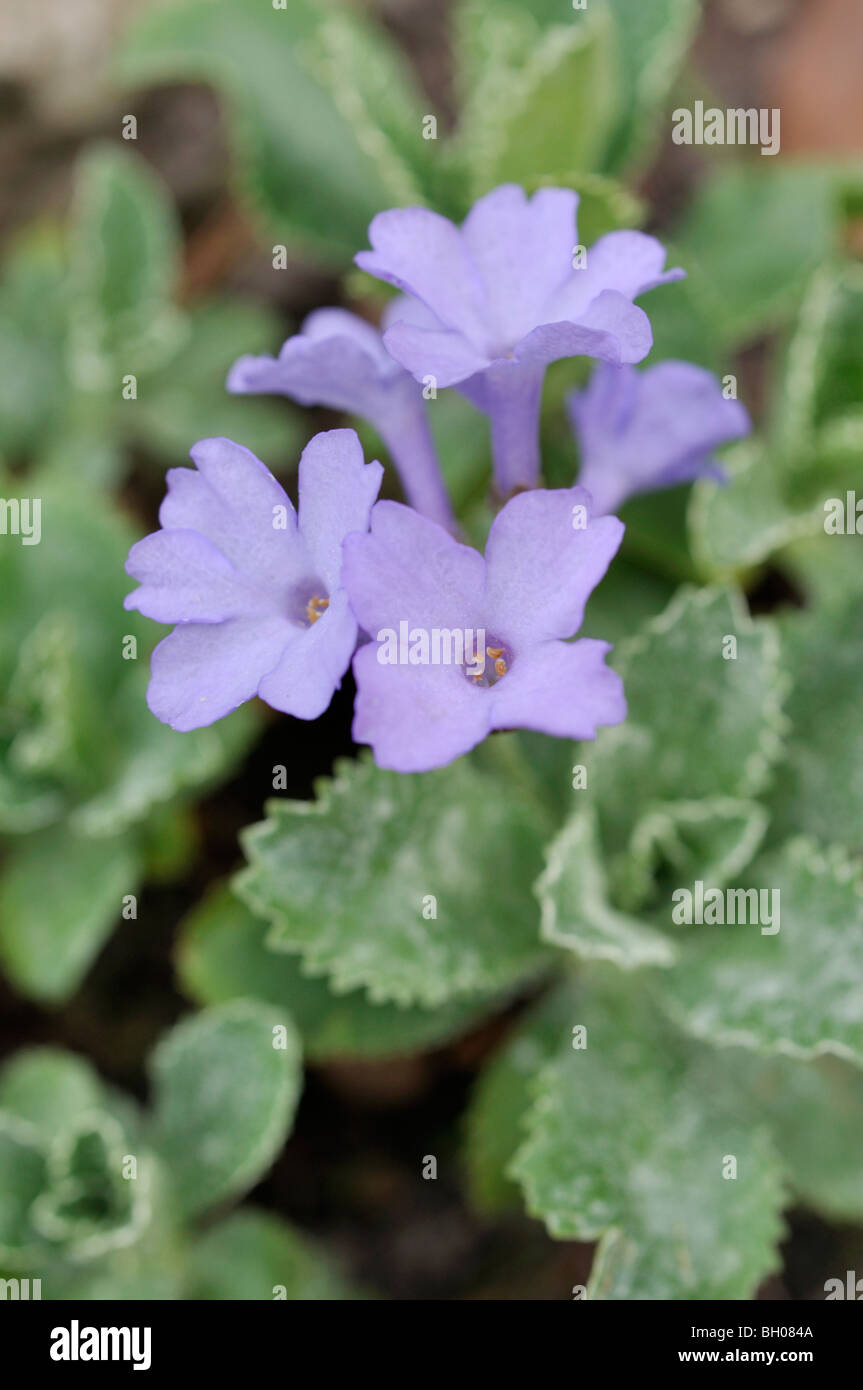 Blaue primel -Fotos und -Bildmaterial in hoher Auflösung – Alamy