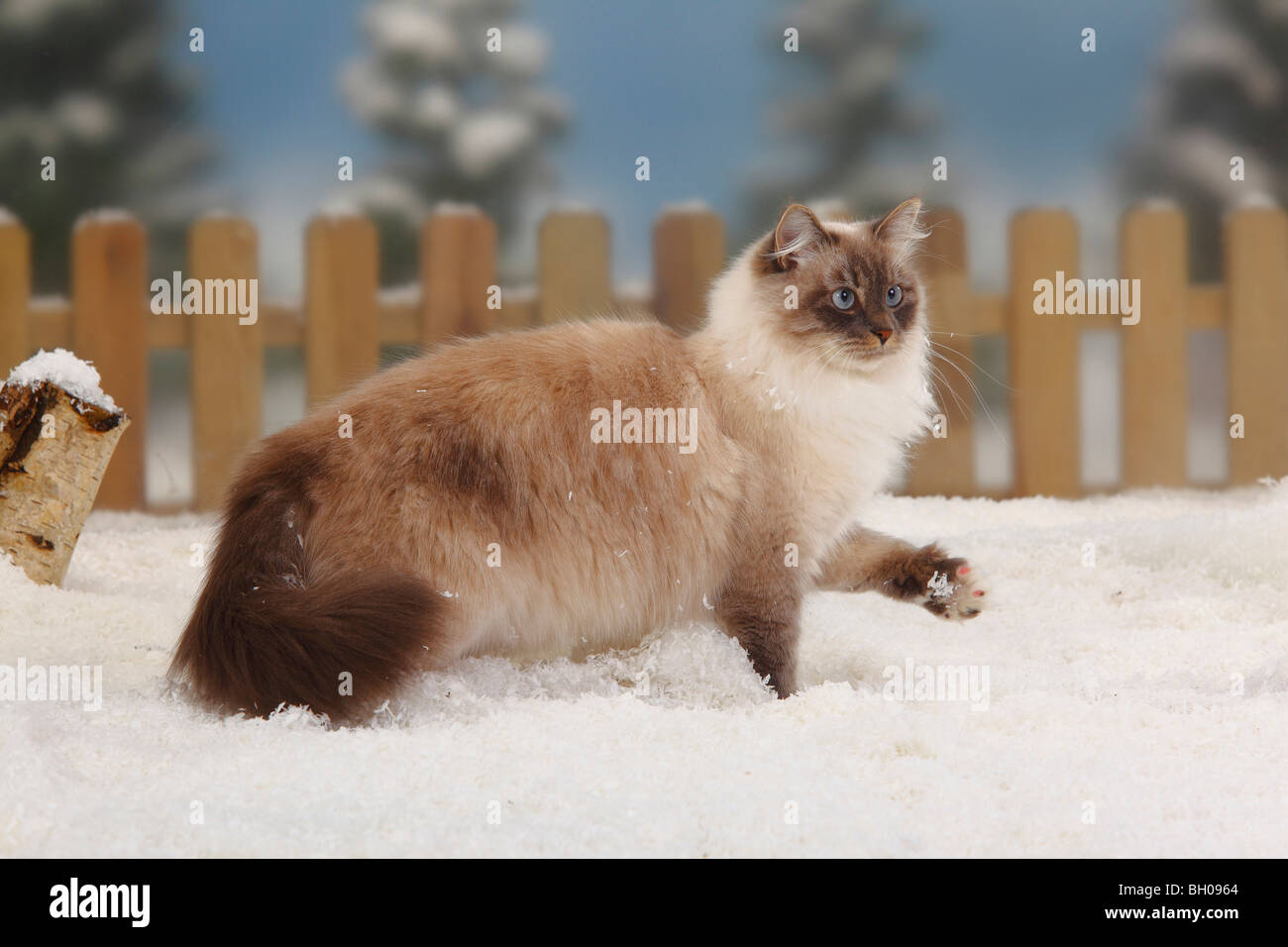 Neva Masquarade, blau-Tabby-Point-White / sibirische Waldkatze ...