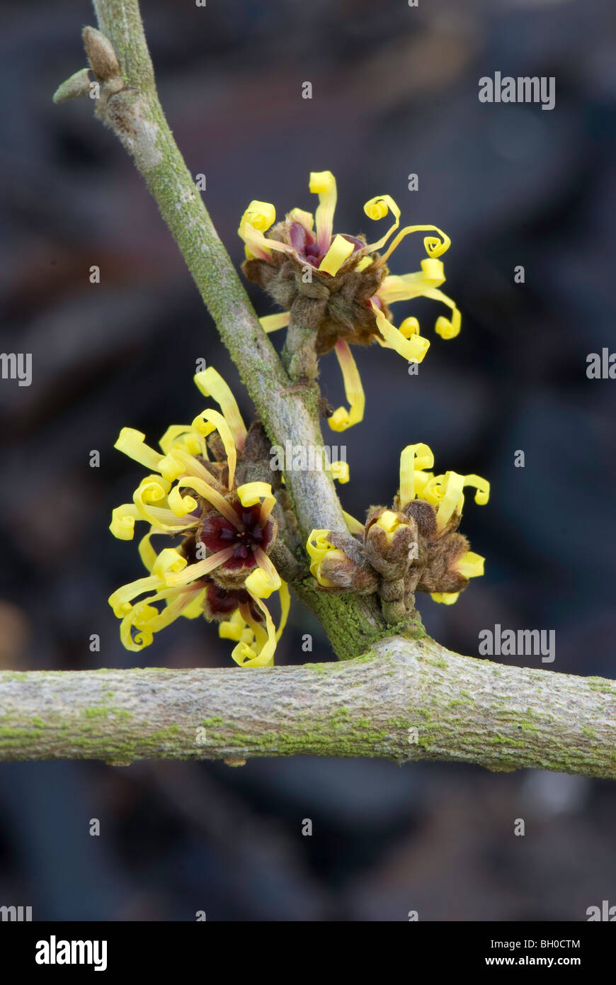 Chinesische hamamelis Stockfotos und -bilder Kaufen - Alamy
