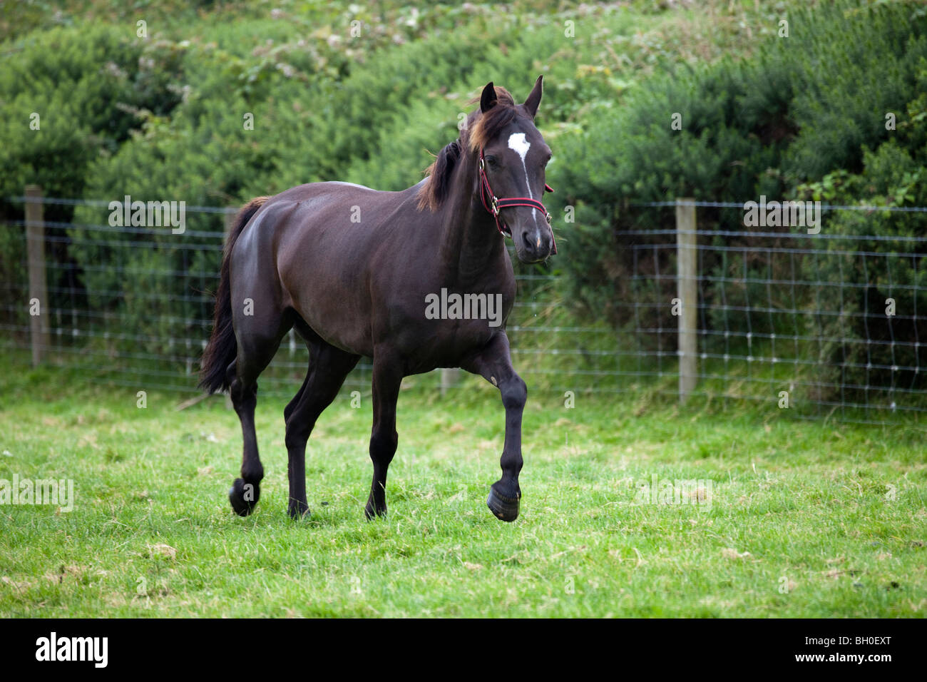 Schwarzes Pferd Pony in Wiese galoppieren. Pembrokeshire. Wales ...