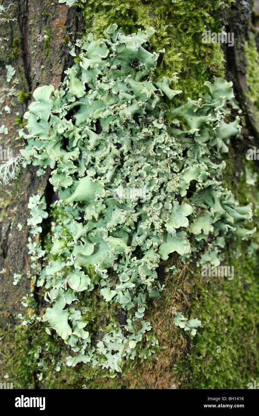 Foliose flechten thallus -Fotos und -Bildmaterial in hoher Auflösung ...