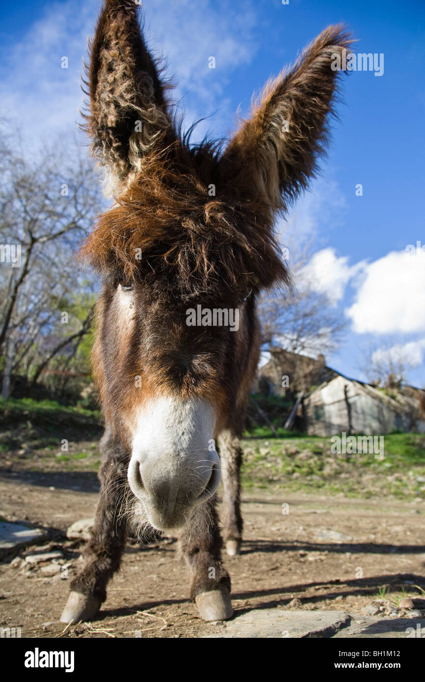 Esel in frankreich -Fotos und -Bildmaterial in hoher Auflösung – Alamy