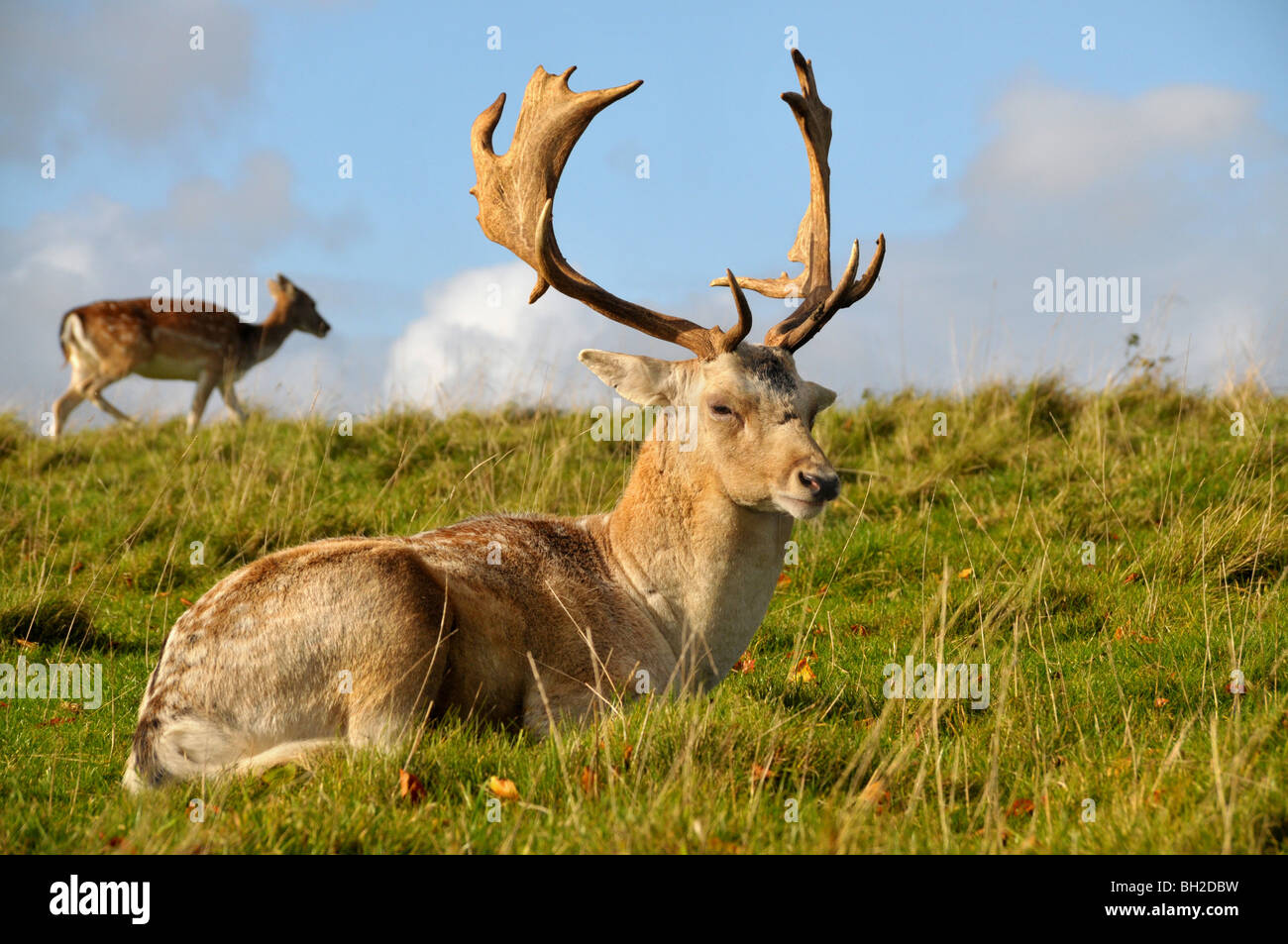 Female animals -Fotos und -Bildmaterial in hoher Auflösung – Alamy