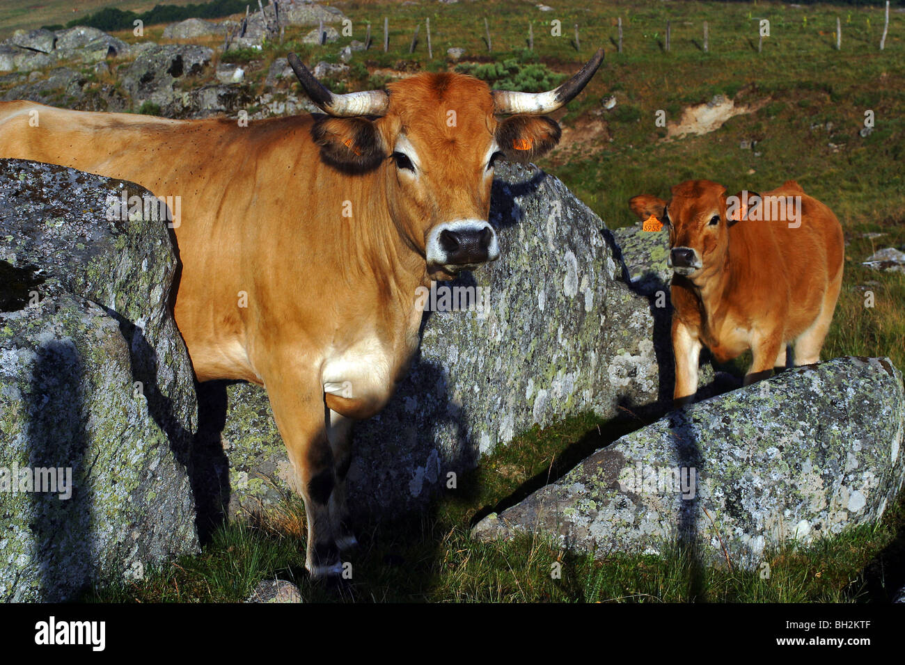 Aubrac cow calf in summer -Fotos und -Bildmaterial in hoher Auflösung ...