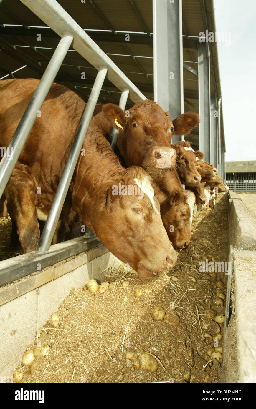 Beef cattle feed lot in -Fotos und -Bildmaterial in hoher Auflösung – Alamy