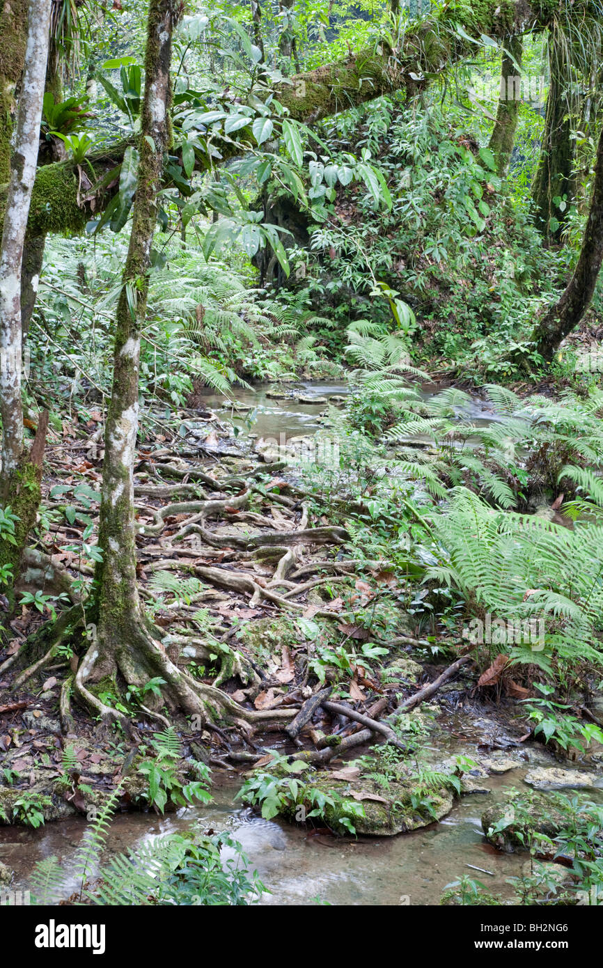 Monumento Natural Semuc Champey, Alta Verapaz, Guatemala ...