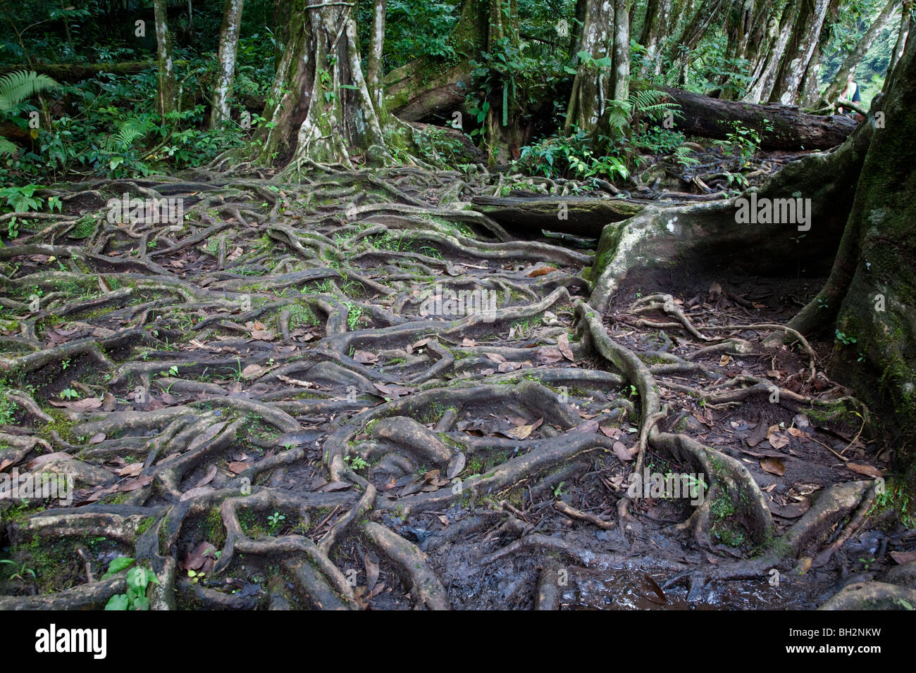 Monumento Natural Semuc Champey, Alta Verapaz, Guatemala ...