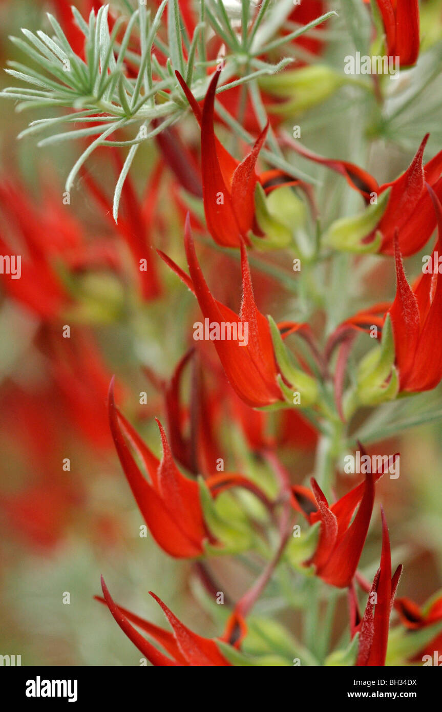 Lotus Weinstock (Lotus berthelotii Stockfotografie - Alamy