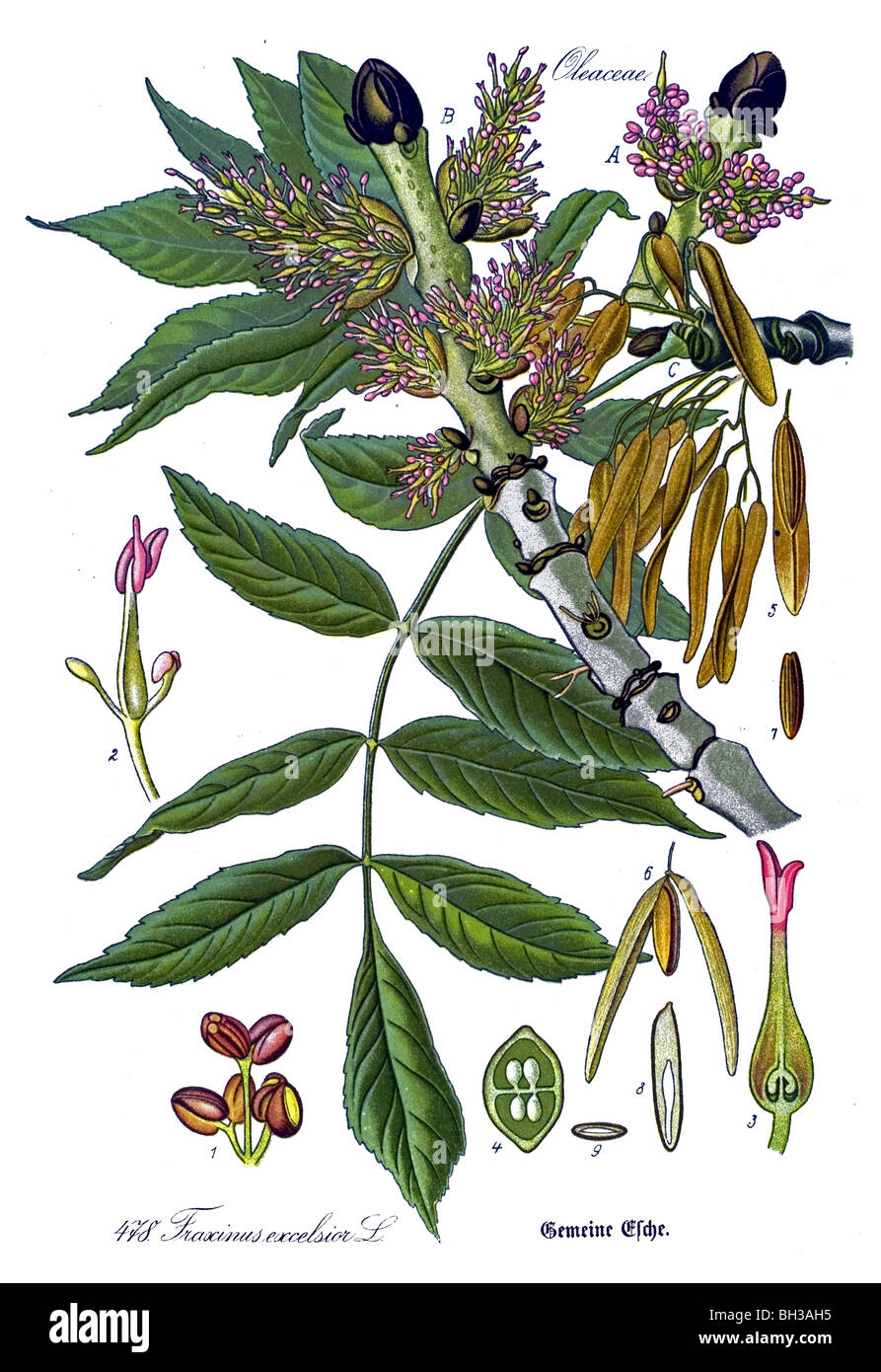 Gemeine esche -Fotos und -Bildmaterial in hoher Auflösung – Alamy