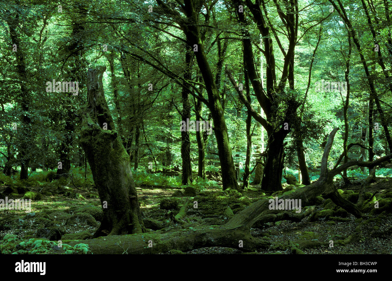 Dendles holz -Fotos und -Bildmaterial in hoher Auflösung – Alamy