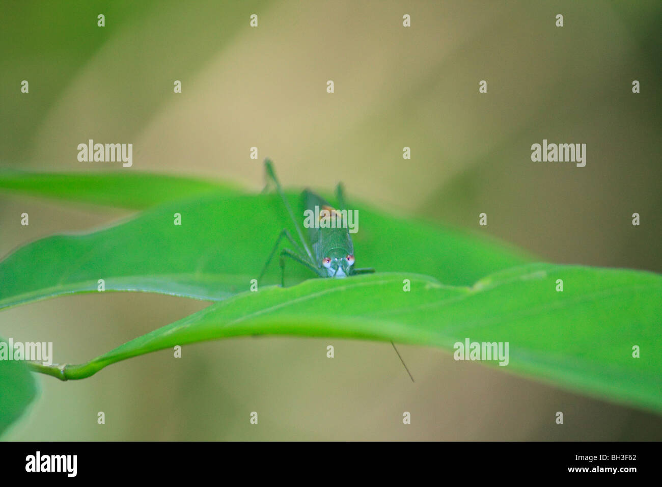 Grillen insekt -Fotos und -Bildmaterial in hoher Auflösung – Alamy