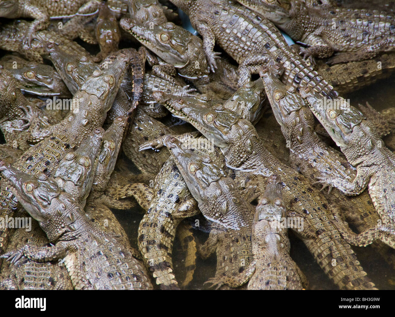 Junge kaimane -Fotos und -Bildmaterial in hoher Auflösung – Alamy