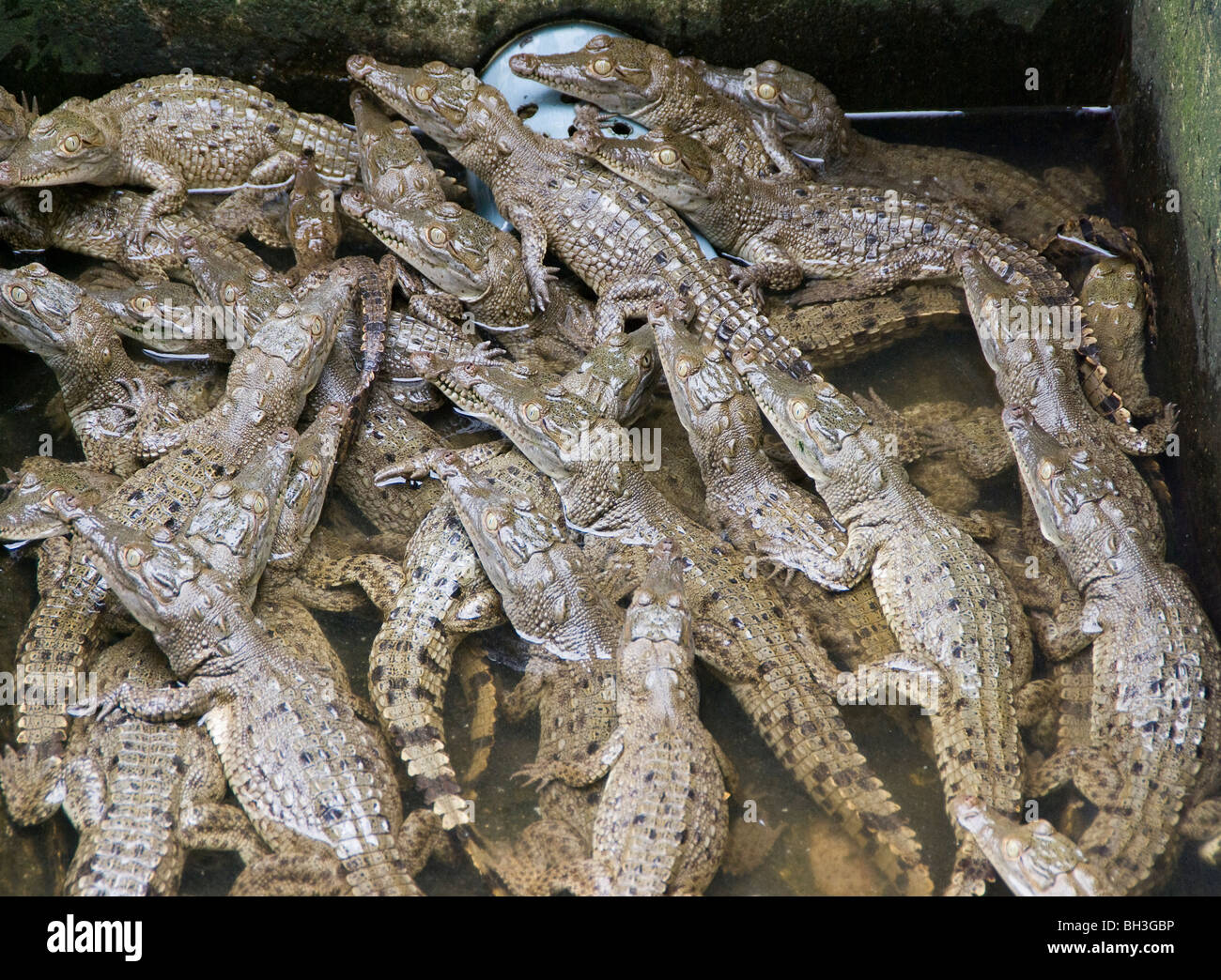 Junge kaimane -Fotos und -Bildmaterial in hoher Auflösung – Alamy