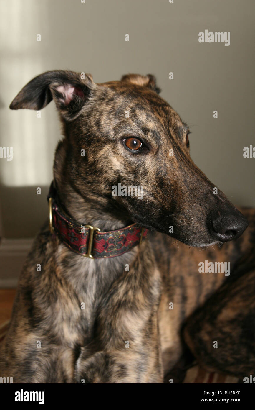 Eine Nahaufnahme von einem gestromte Windhund Stockfotografie - Alamy