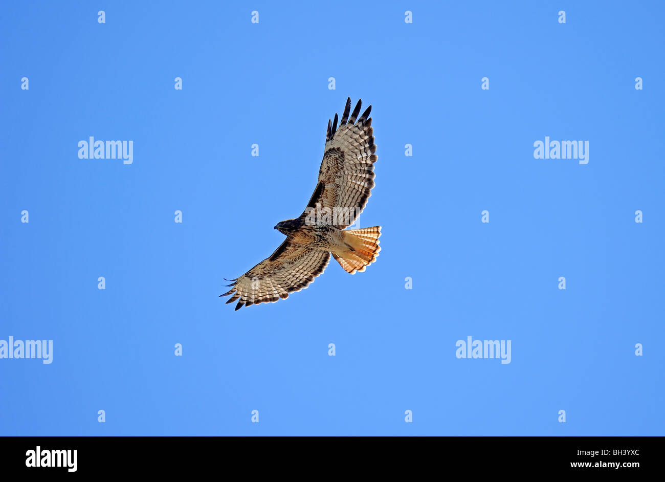 Red tailed hawk -Fotos und -Bildmaterial in hoher Auflösung – Alamy