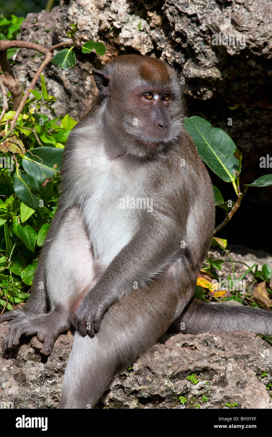Macaca Fascicularis Philippensis Stockfotos und -bilder Kaufen - Alamy