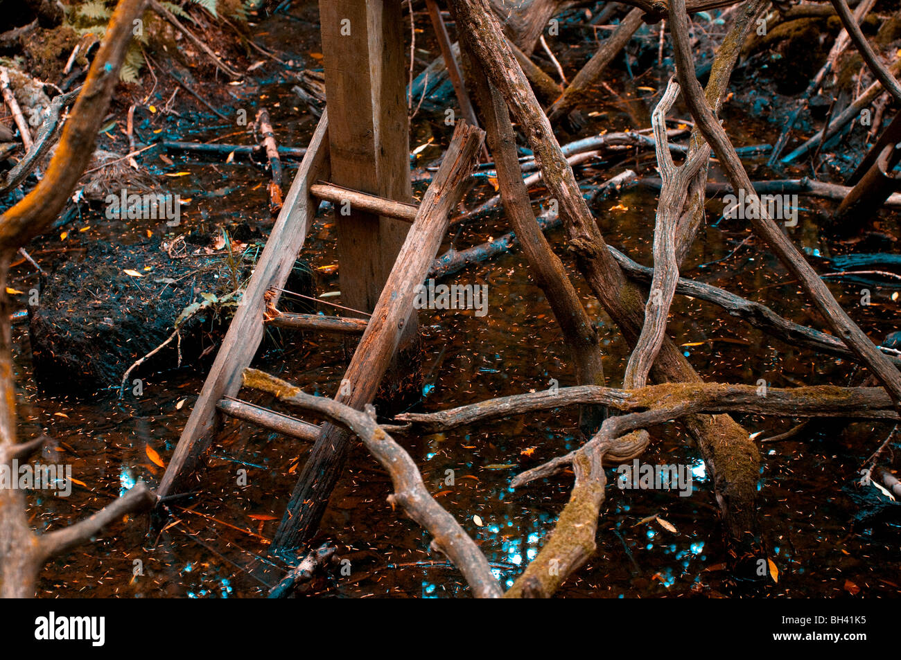 Der zauberwald -Fotos und -Bildmaterial in hoher Auflösung – Alamy