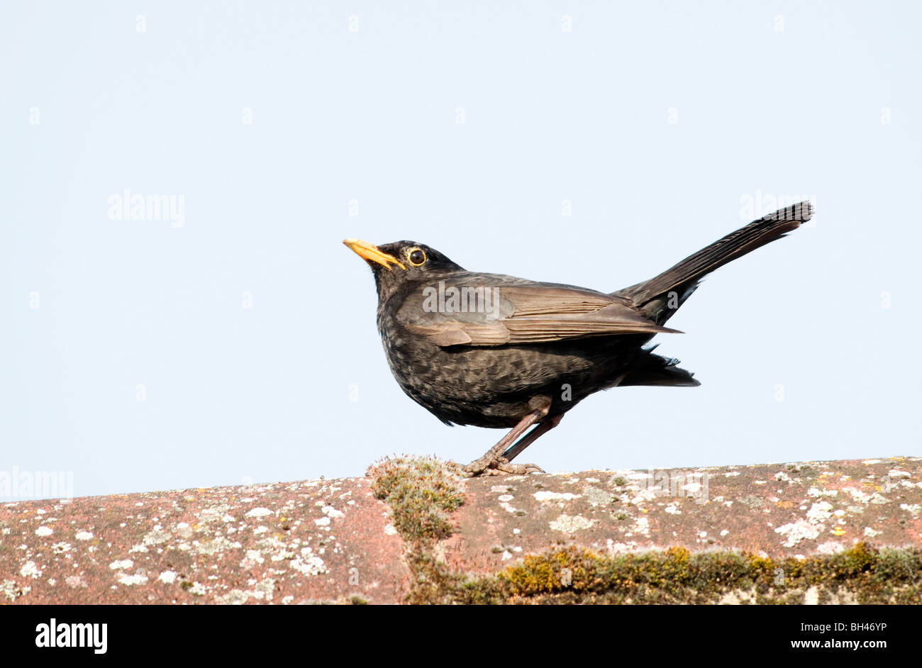 Amsel (Turdus Merula). Alert Männchen thront auf Garagendach in Garten ...