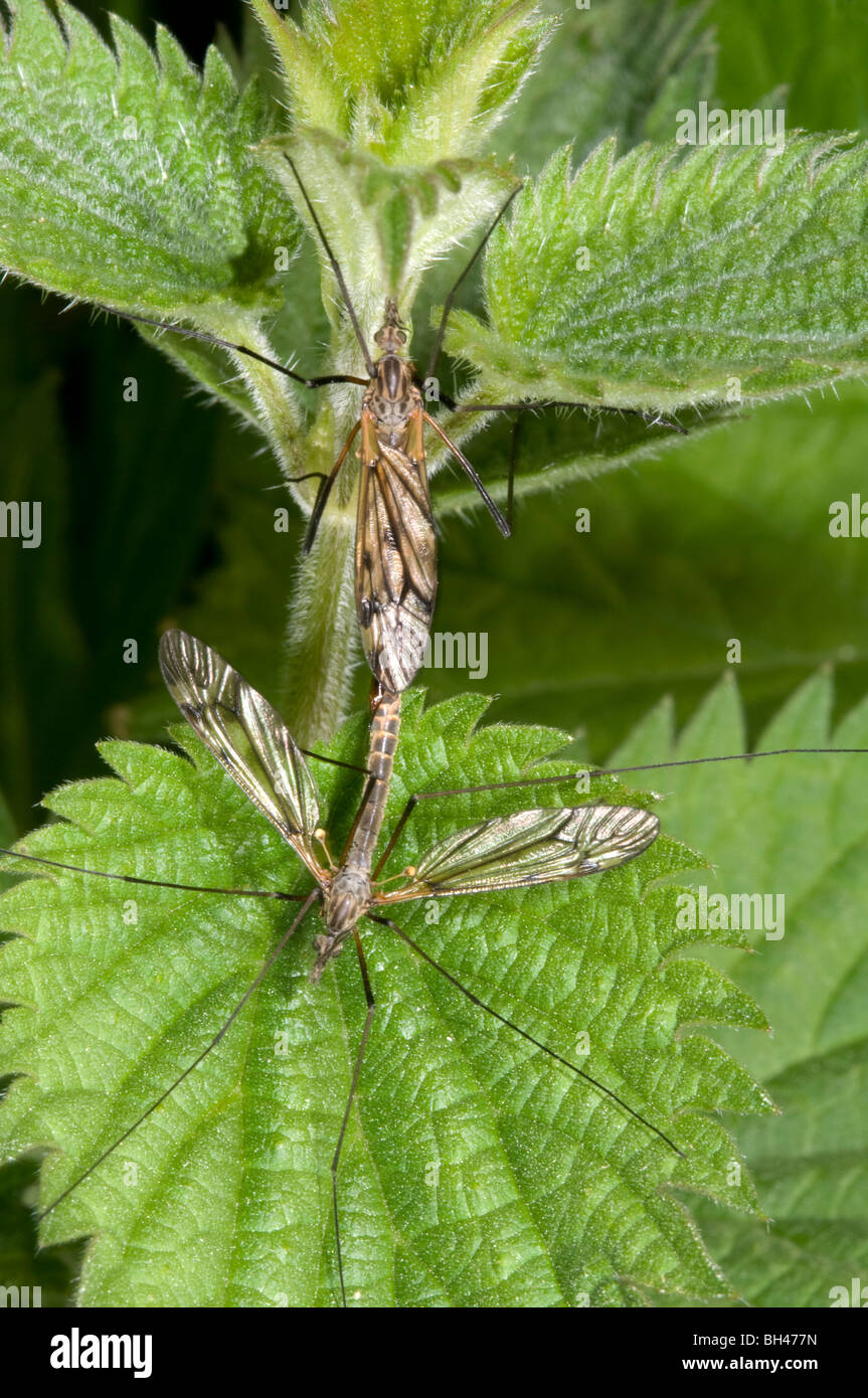 Schnaken (Tipula Arten). Paar lange Gras in sumpfigen Lebensraum ...