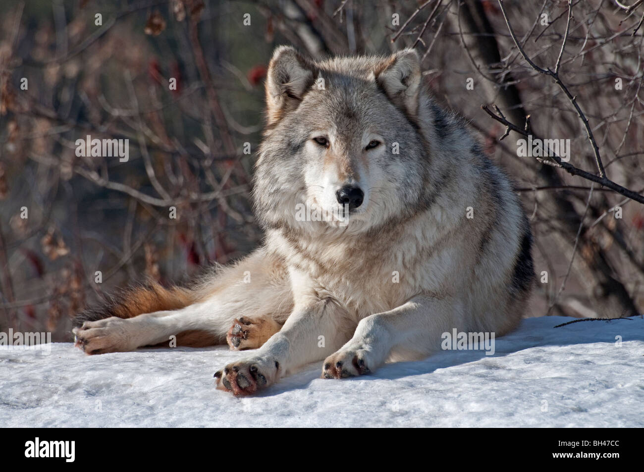 Wolf uhren Stockfotos und -bilder Kaufen - Alamy