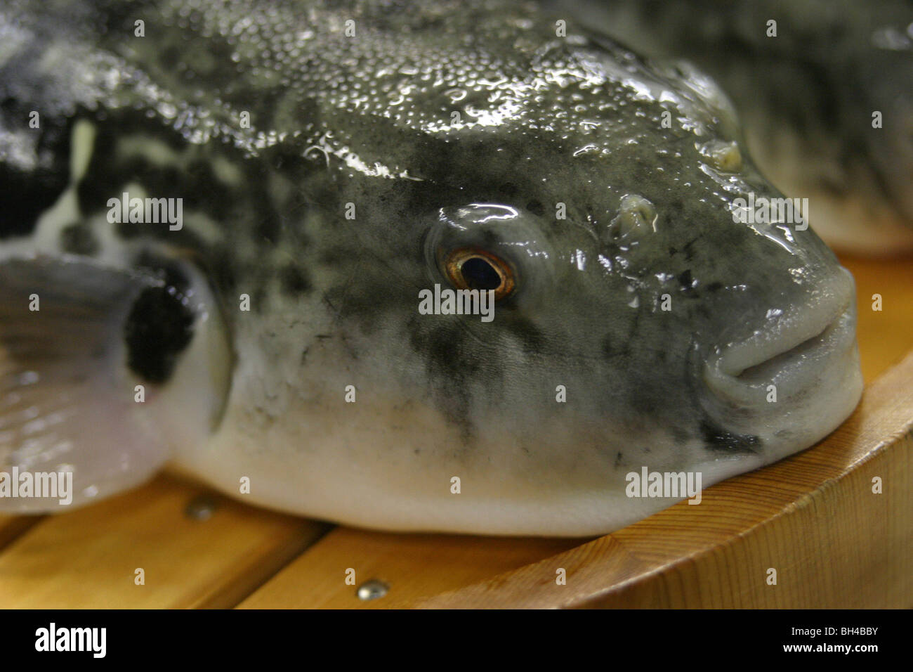 Die Vorbereitung der "Fugu" (Blowfish) Fische, in der "Wa No Fu Club ...