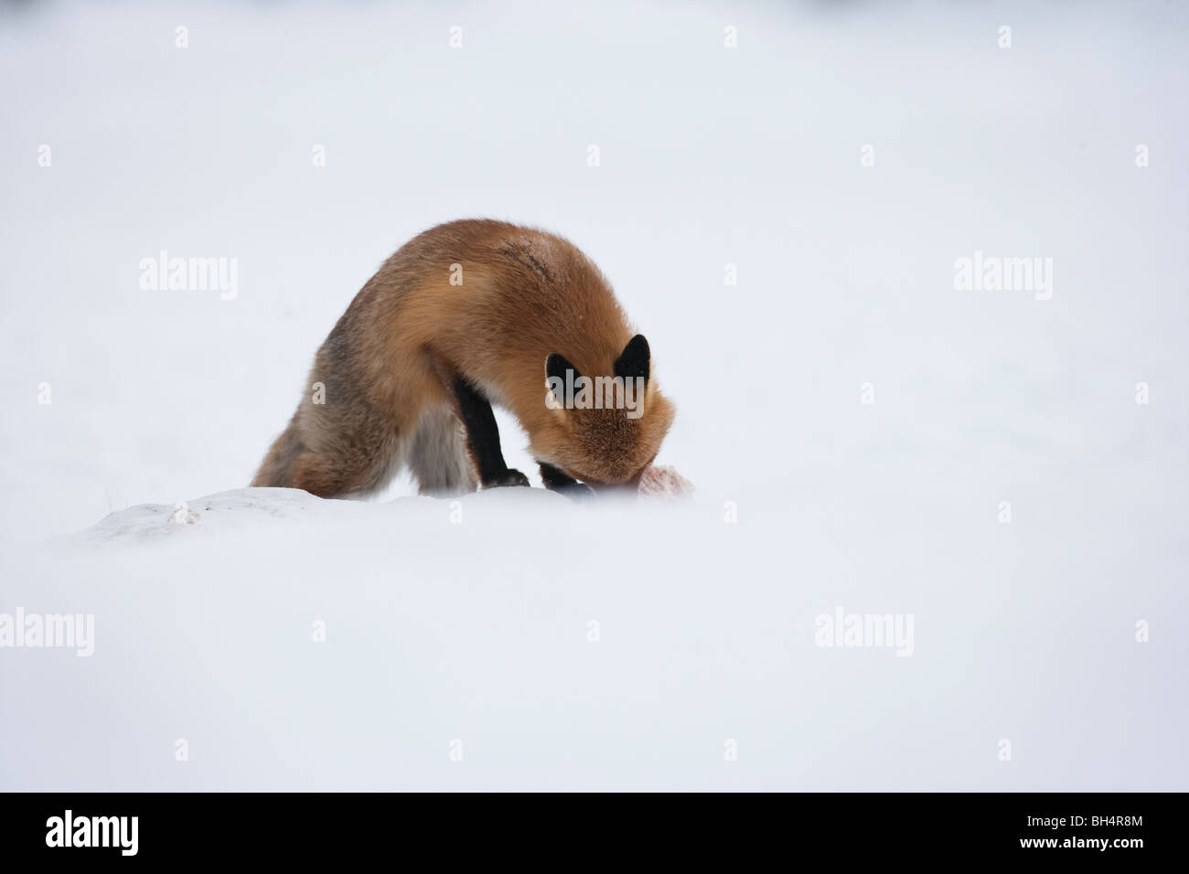 Rotfuchs kadaver -Fotos und -Bildmaterial in hoher Auflösung – Alamy