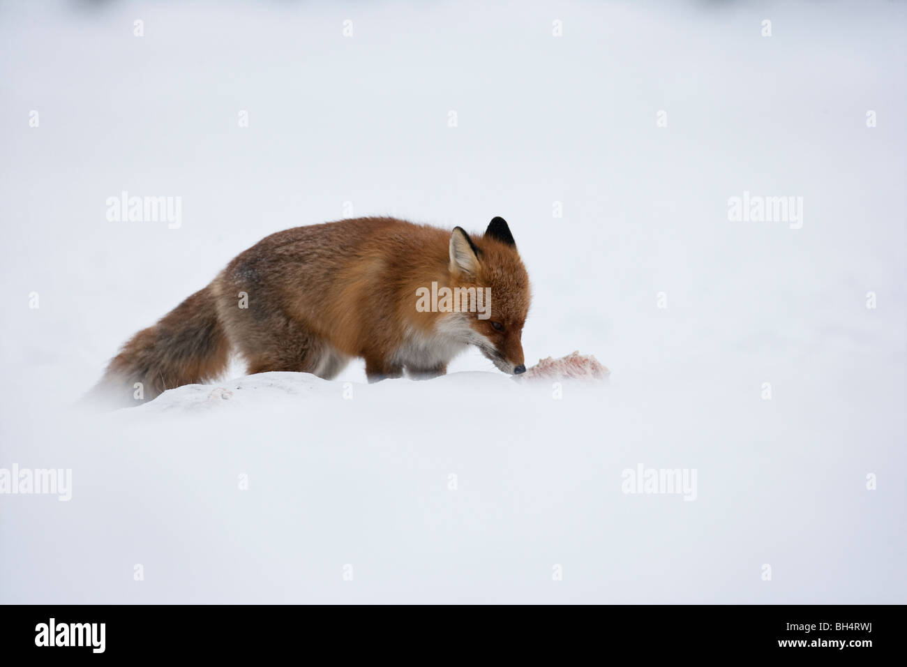 Rotfuchs kadaver -Fotos und -Bildmaterial in hoher Auflösung – Alamy