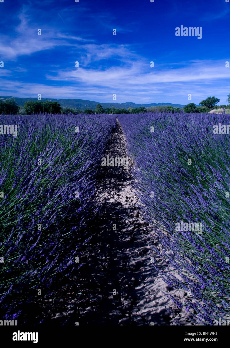 France goult provence -Fotos und -Bildmaterial in hoher Auflösung – Alamy