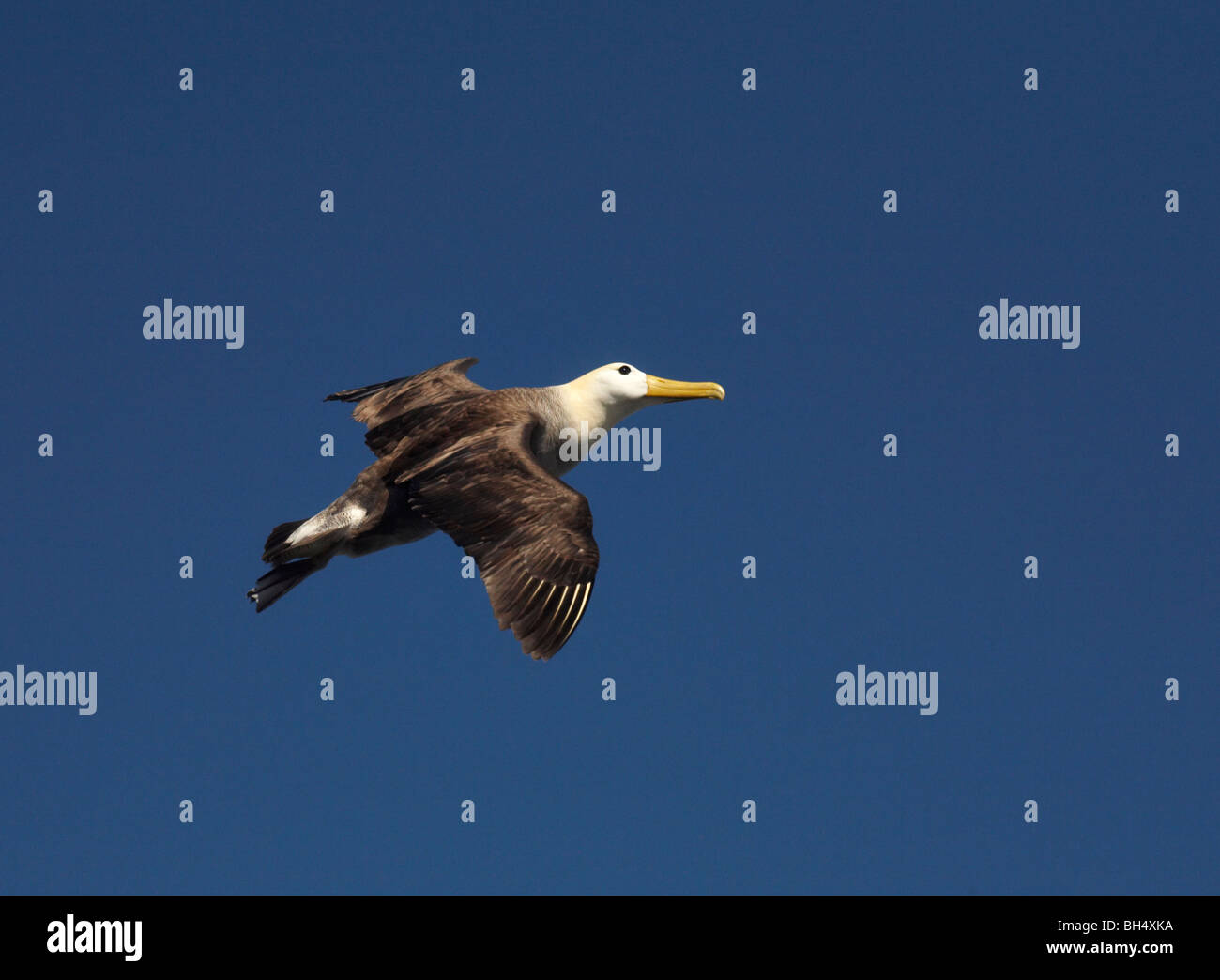 Winkte Albatross (Phoehastria Irrorata) im Flug bei Punta Suarez ...