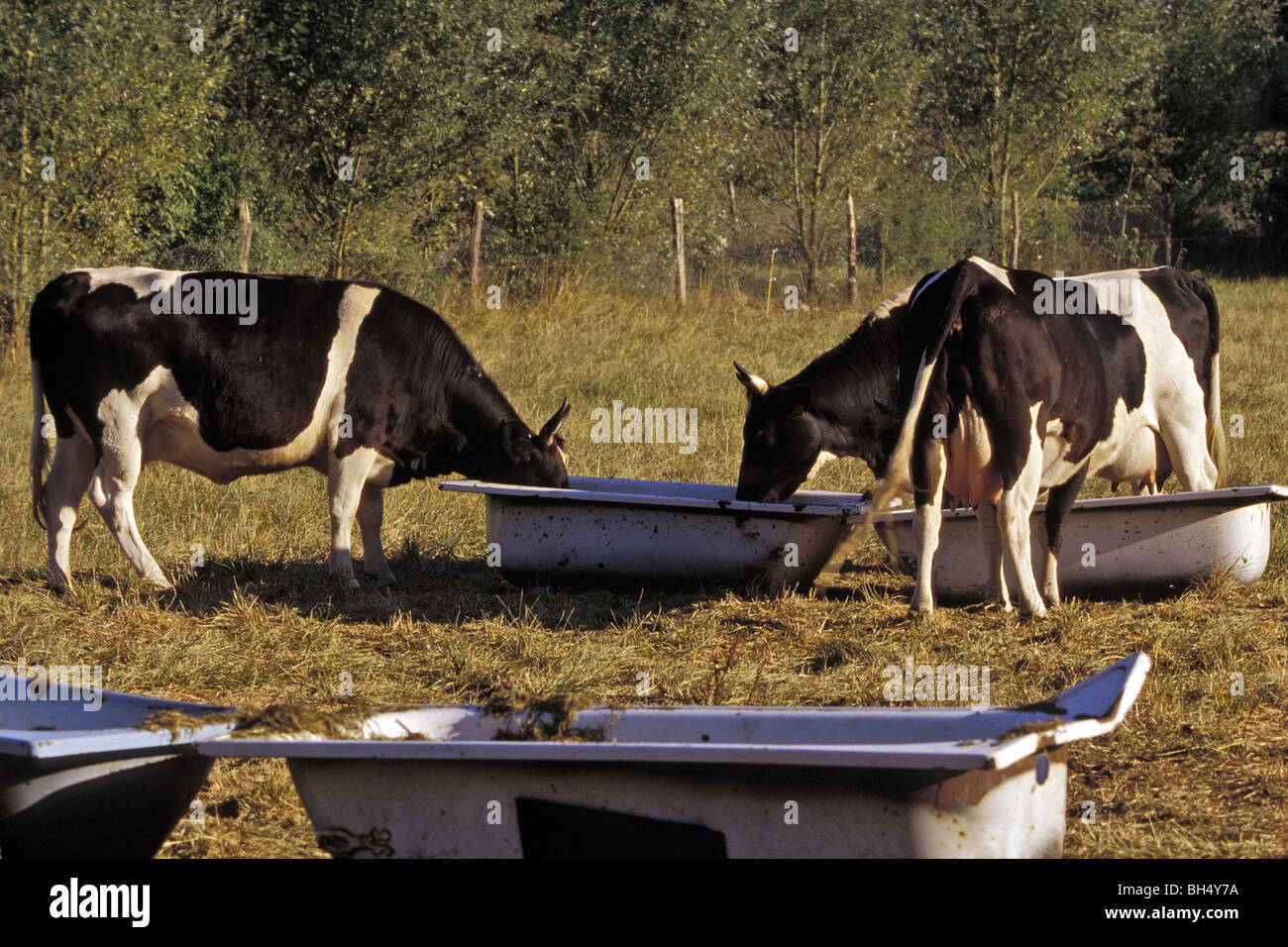 Kuchen noire -Fotos und -Bildmaterial in hoher Auflösung – Alamy