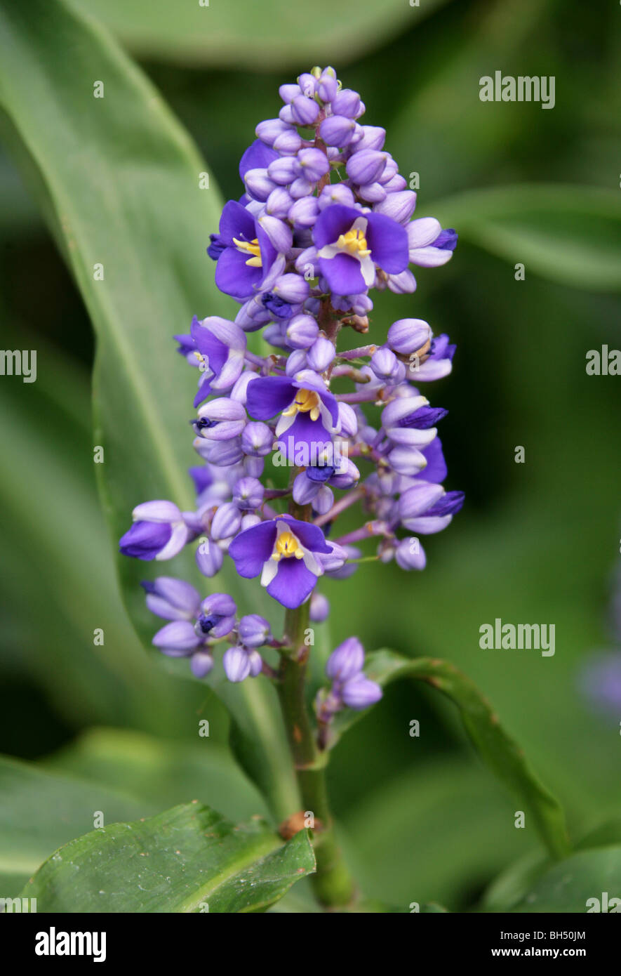 Dichorisandra thyrsiflora -Fotos und -Bildmaterial in hoher Auflösung ...