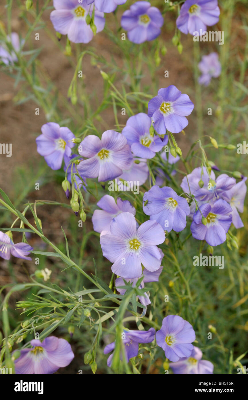 Blaue alpenflora -Fotos und -Bildmaterial in hoher Auflösung – Alamy