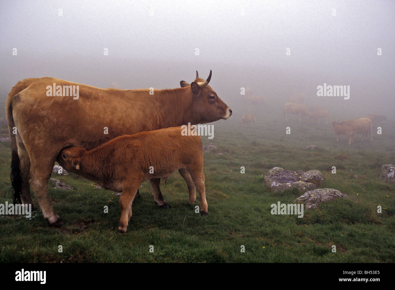AUBRAC-KUH UND SEINE KALB IM NEBEL, AVEYRON (12 Stockfotografie - Alamy