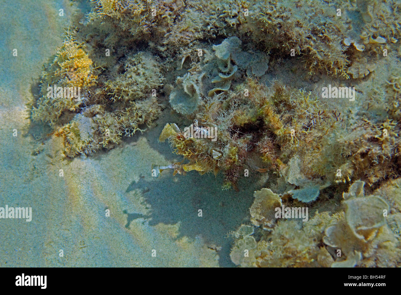 Lebensraum meeresboden -Fotos und -Bildmaterial in hoher Auflösung – Alamy