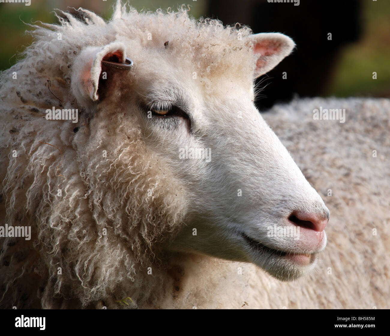 Sheep profile -Fotos und -Bildmaterial in hoher Auflösung – Alamy