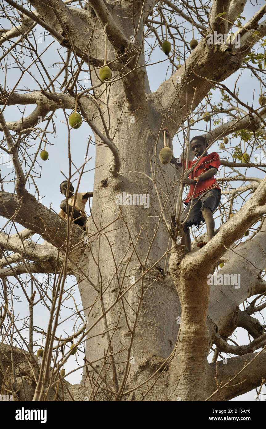 Jungs die Ernte der Früchte eines Baobab Baum, Gambia Stockfotografie ...