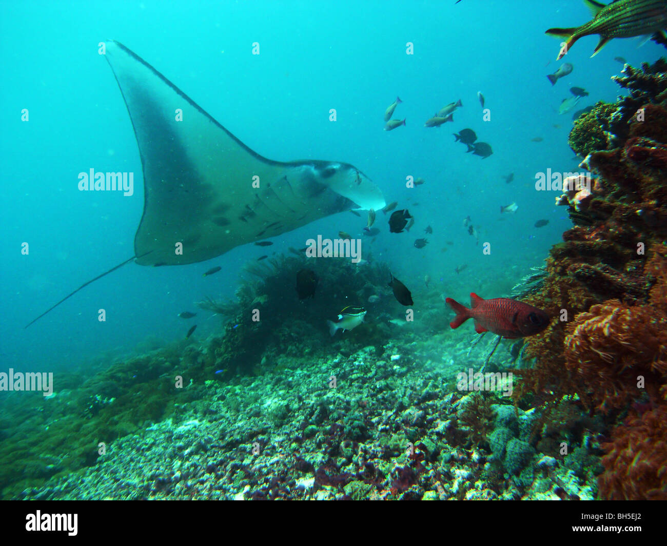 Mantarochen tauchen -Fotos und -Bildmaterial in hoher Auflösung – Alamy