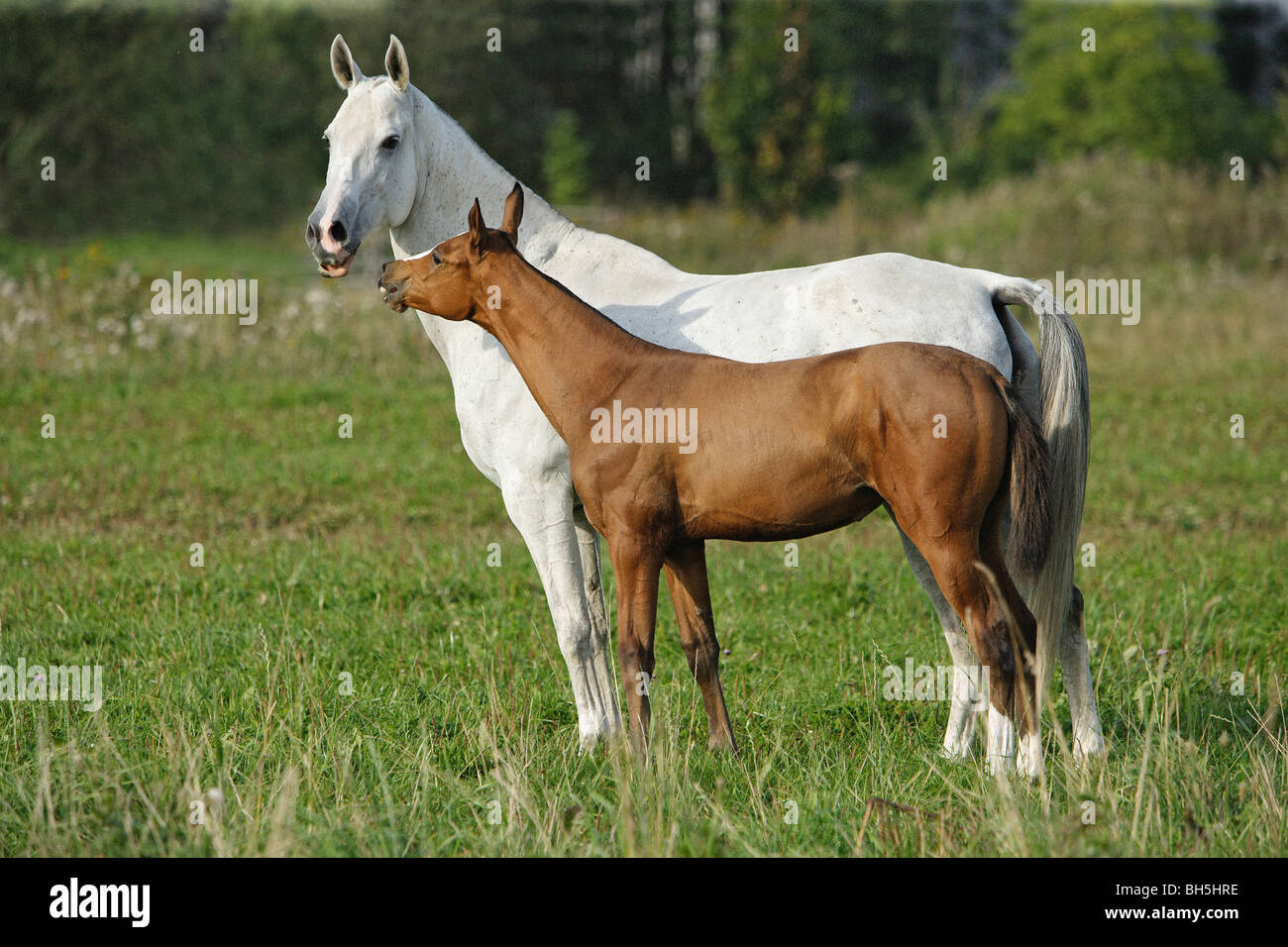 Akhal tekkiner horse -Fotos und -Bildmaterial in hoher Auflösung – Alamy