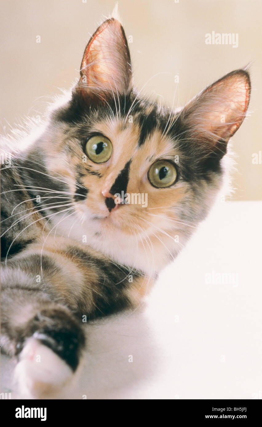 Turkish angora cat -Fotos und -Bildmaterial in hoher Auflösung – Alamy