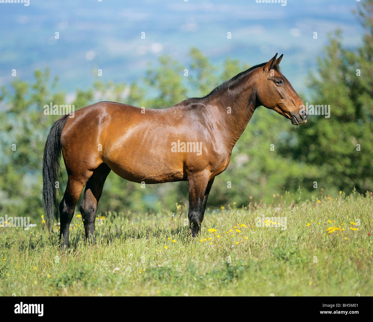 Salerno-Pferd - stehend auf Wiese Stockfotografie - Alamy