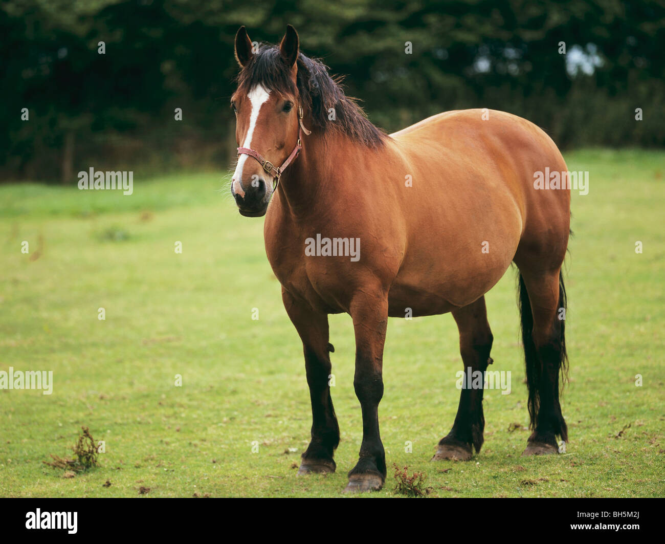 Ardennen Pferd Stockfotos und -bilder Kaufen - Alamy