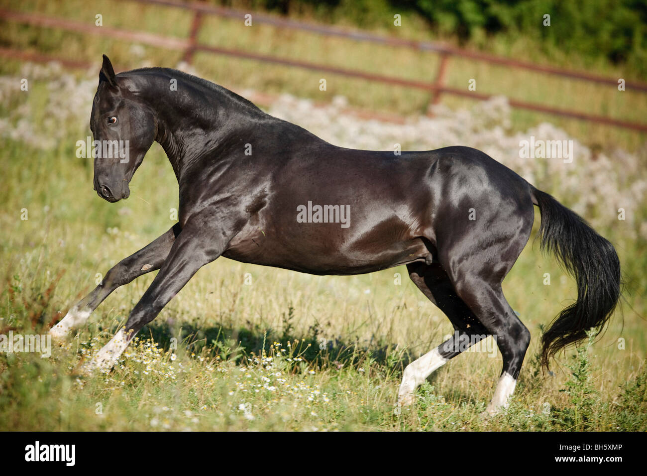 Akhal tekkiner horse -Fotos und -Bildmaterial in hoher Auflösung – Alamy