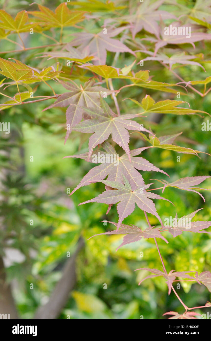 Acer palmatum leaf -Fotos und -Bildmaterial in hoher Auflösung – Alamy