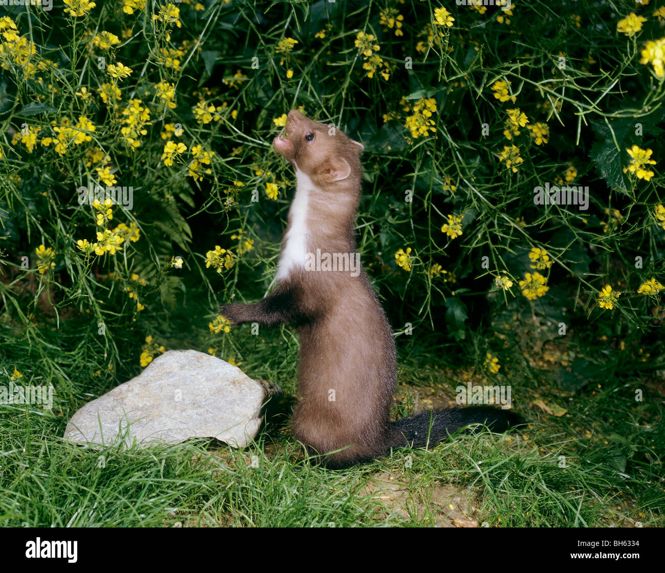 junge Steinmarder - auf den Hinterbeinen stehend / Martes Foina ...