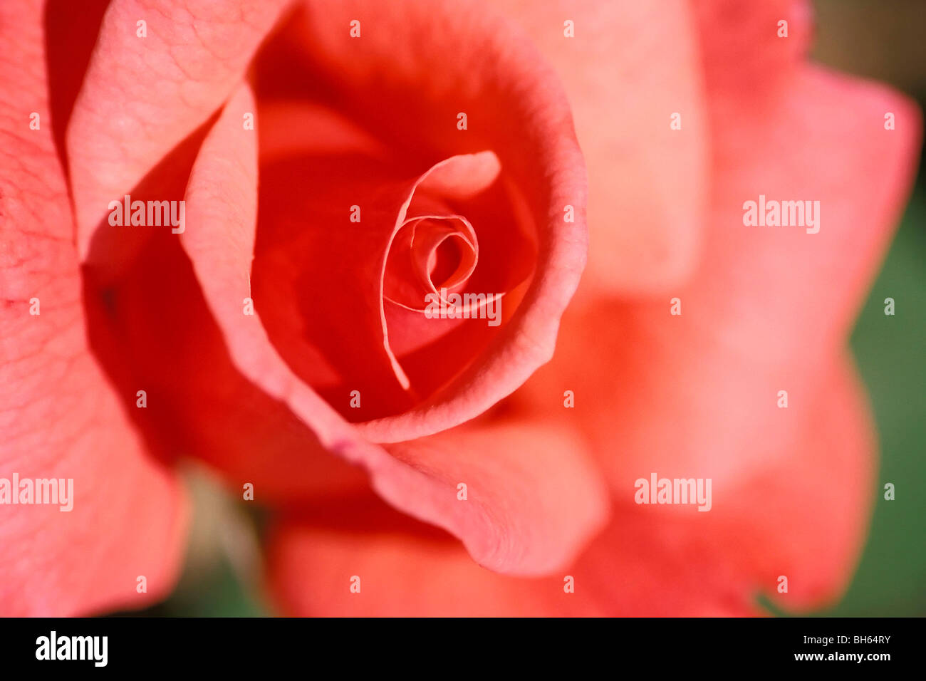 Herz einer rose -Fotos und -Bildmaterial in hoher Auflösung – Alamy