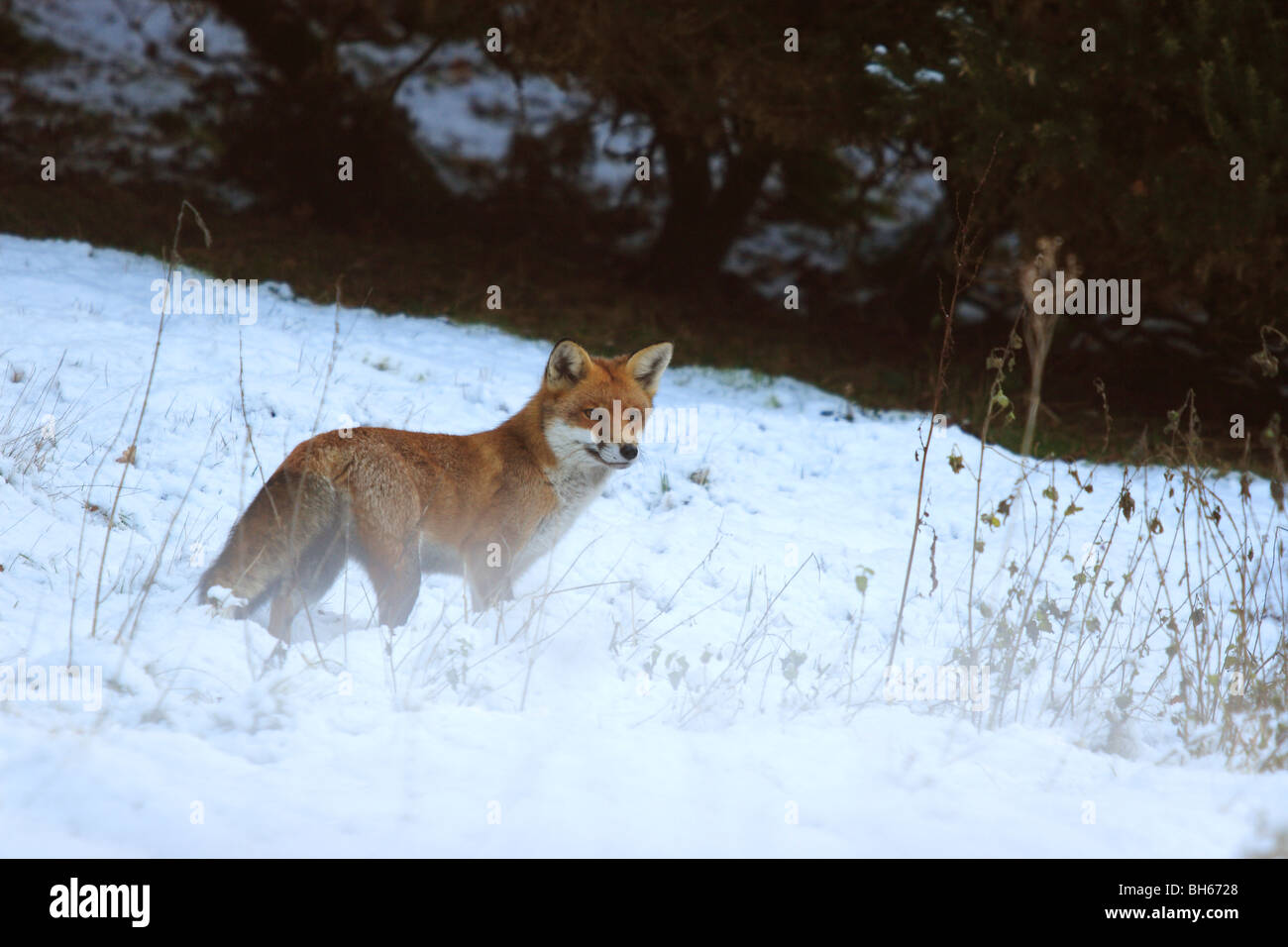 Attraktiver fuchs -Fotos und -Bildmaterial in hoher Auflösung – Alamy