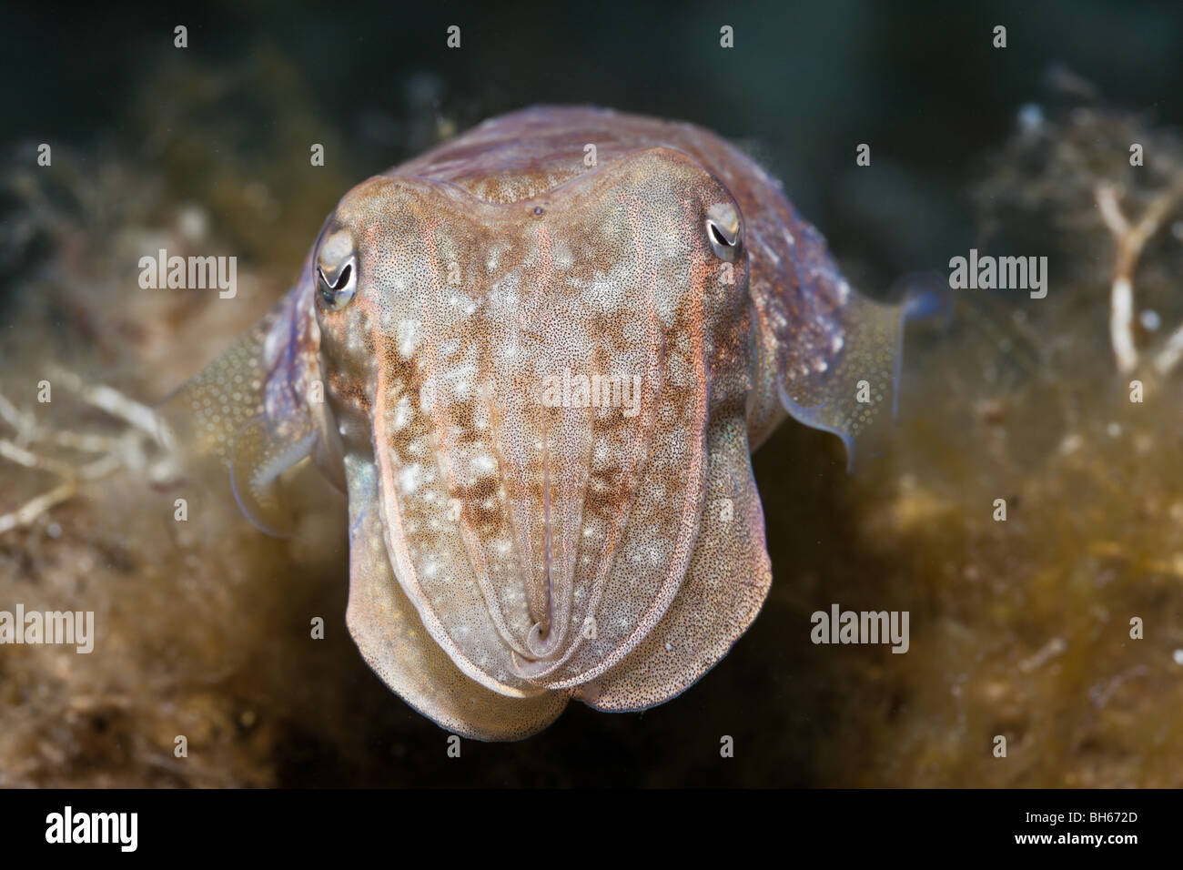 Sepia officinalis common cuttlefish -Fotos und -Bildmaterial in hoher ...