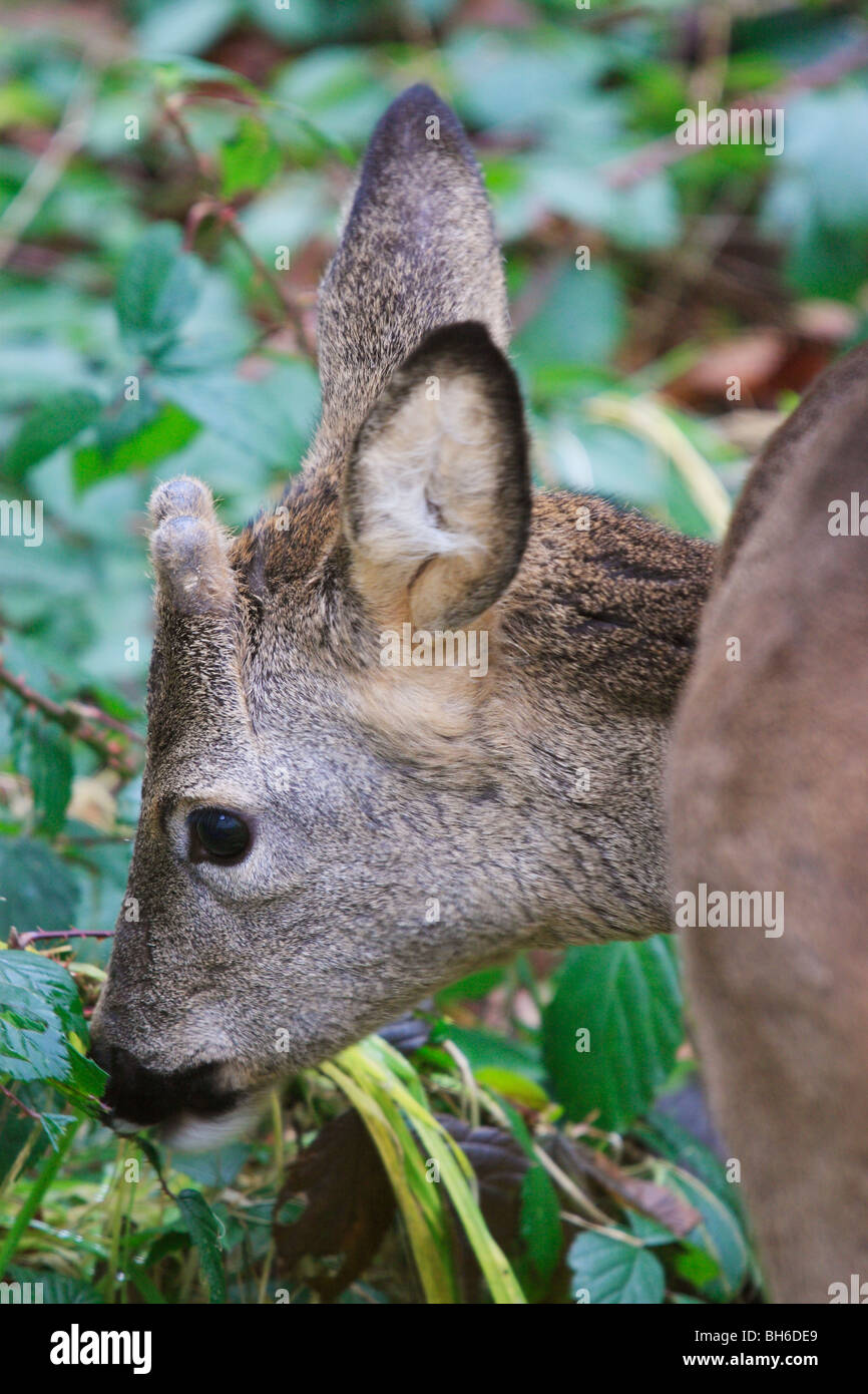 1. Jahr Rehbock (Capreolus Capreolus Stockfotografie - Alamy